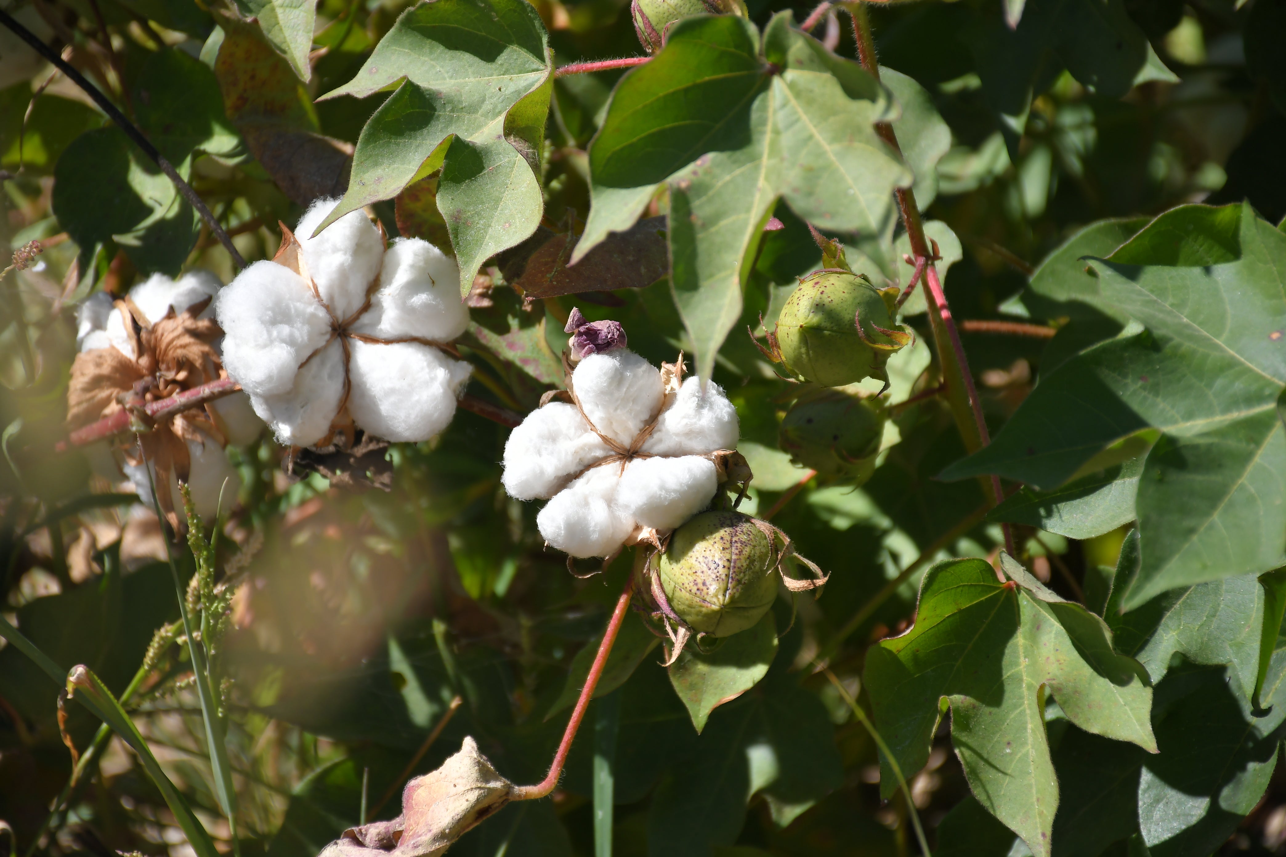 Regenerative Organic Cotton – Manifutura - Your Sustainable Textile Partner